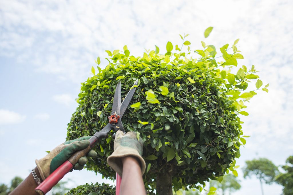 Trimming Bushes and Shrubs - Lawn Care Coppell